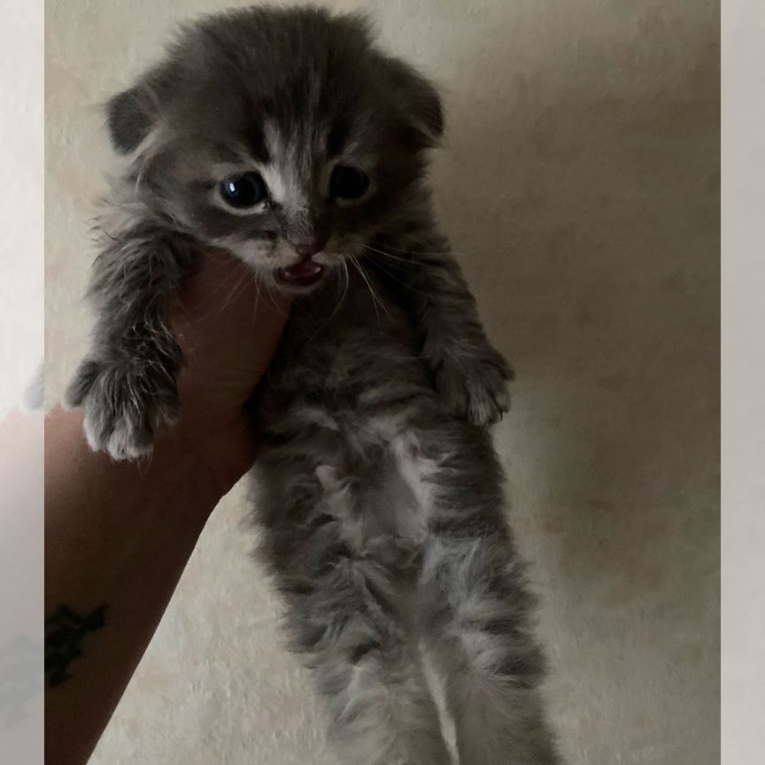 Шотландский вислоухий длинношёрстный котёнок