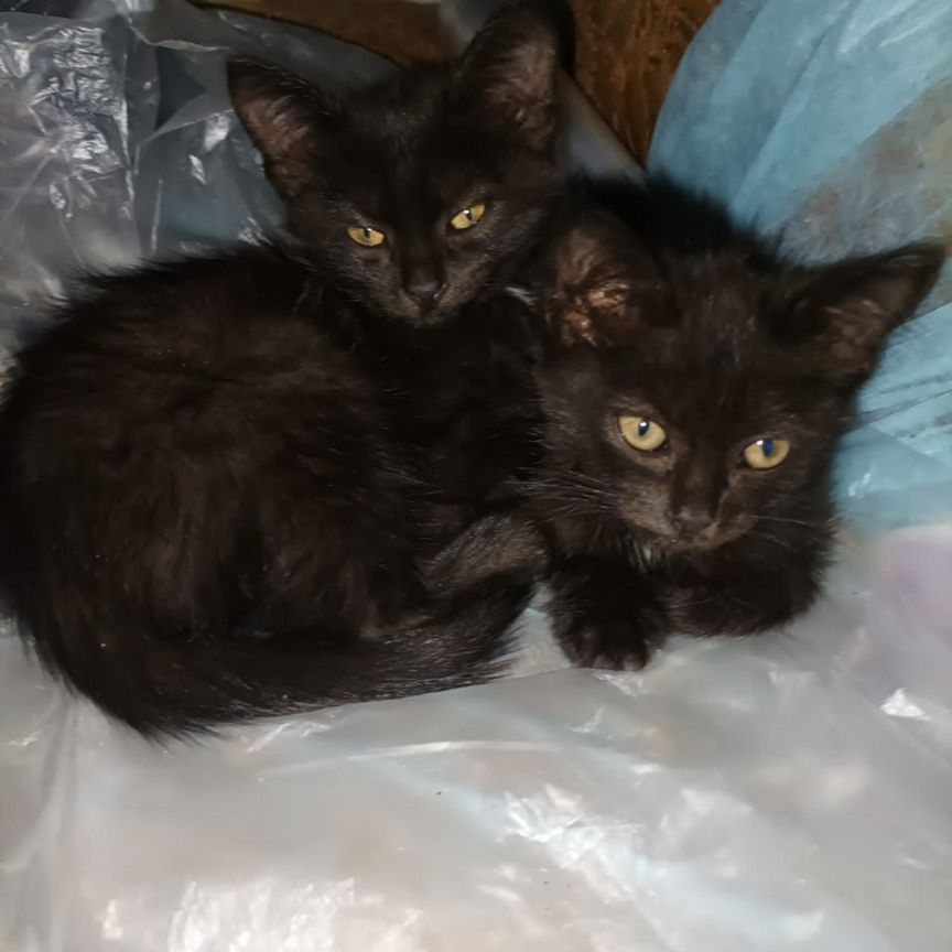 Котята