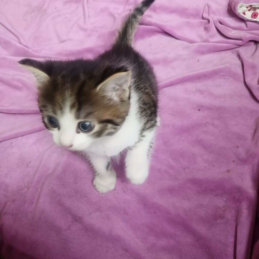 Котёнок в добрые руки