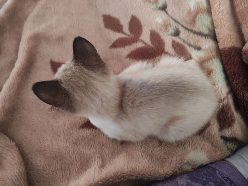 Котята без породы