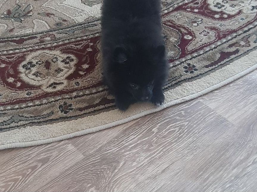 Маленькая собака шпиц