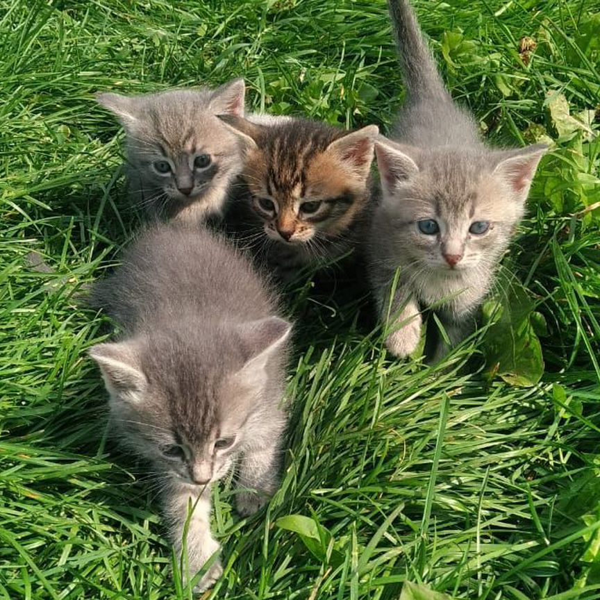 Котята в добрые руки бесплатно