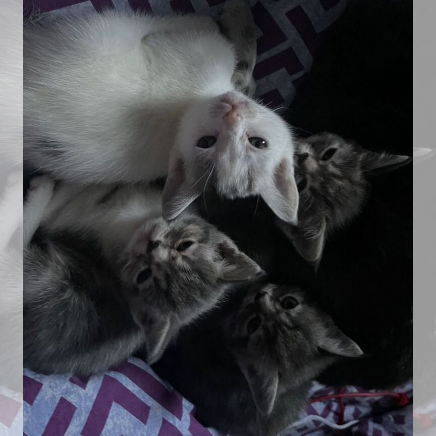 Котёнок в добрые руки