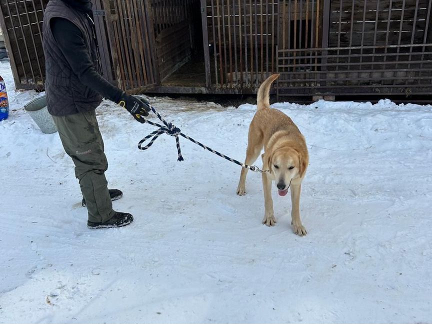 Русская гончая