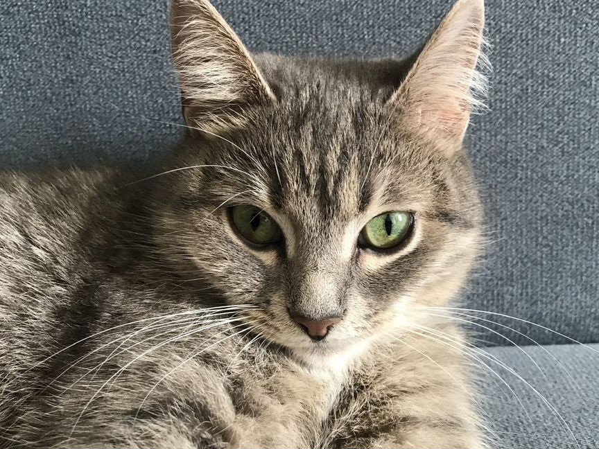 Кошка в добрые руки + 5 000