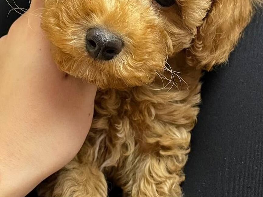 Продаются щенки той пудель