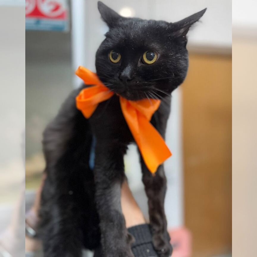 Кот в семью