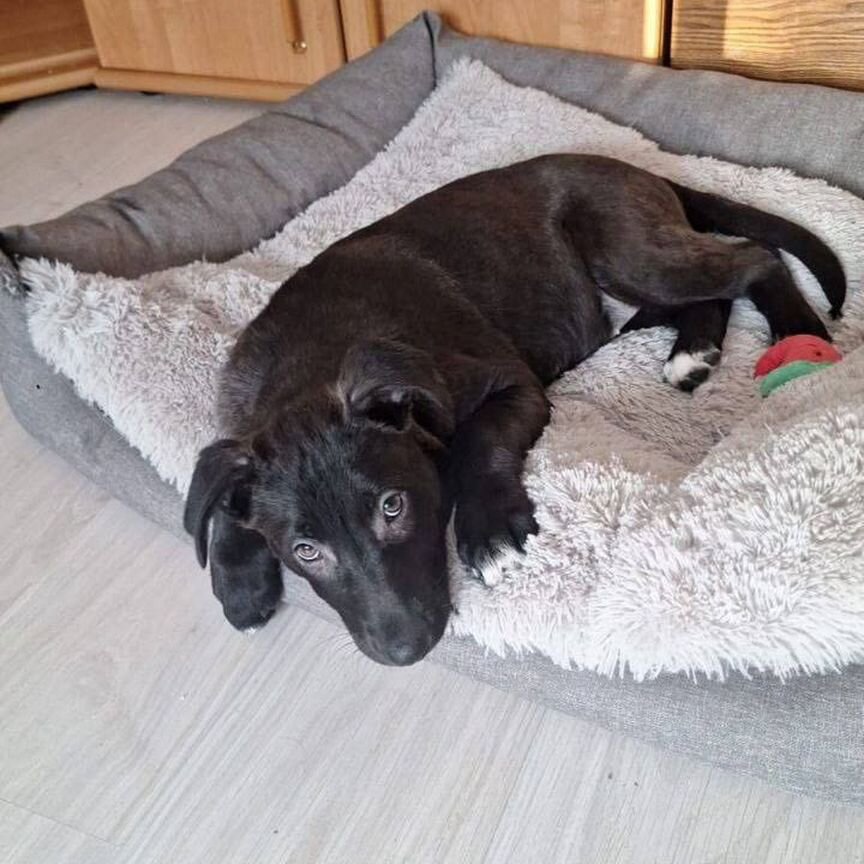 Щенок в добрые руки бесплатно