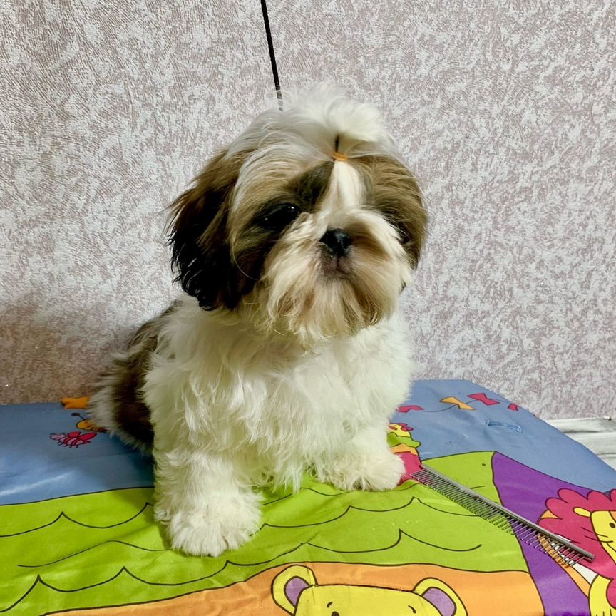 Ши-тцу, щенок