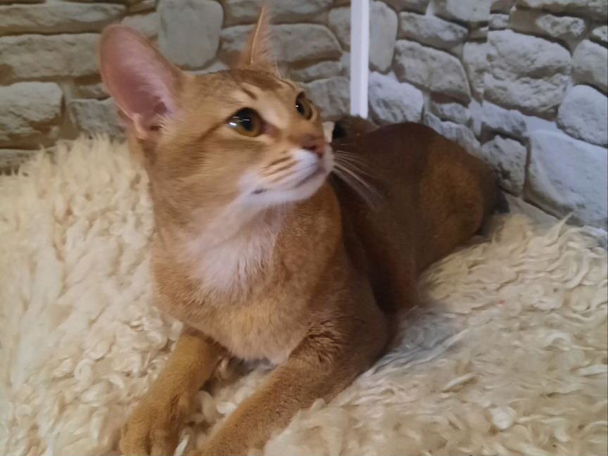 Супер аби котик с документами