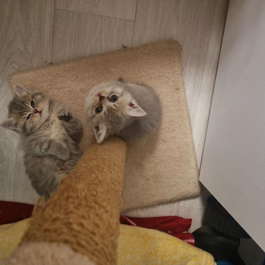 Шотландские котята
