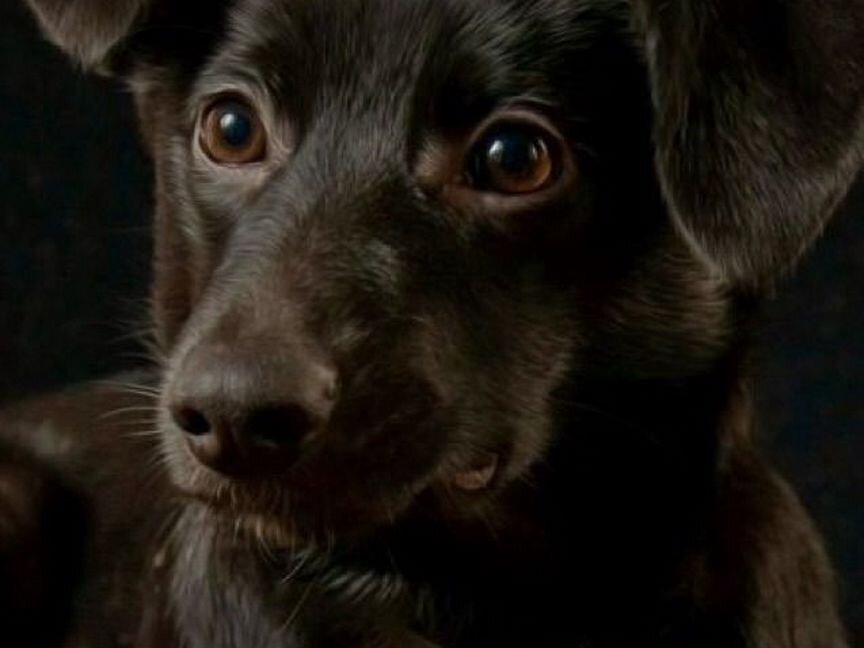 Чудесная Линда в добрые руки