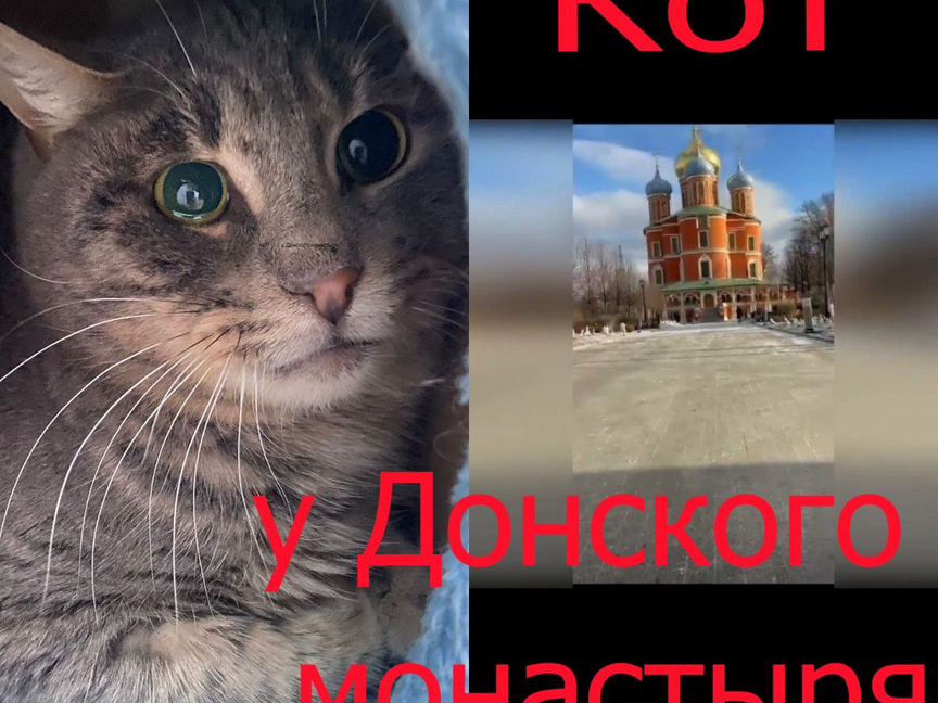 Несчастного кота выбросили у Донского монастыря