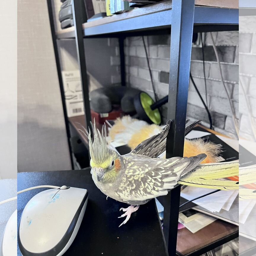 Попугай корелла с клеткой