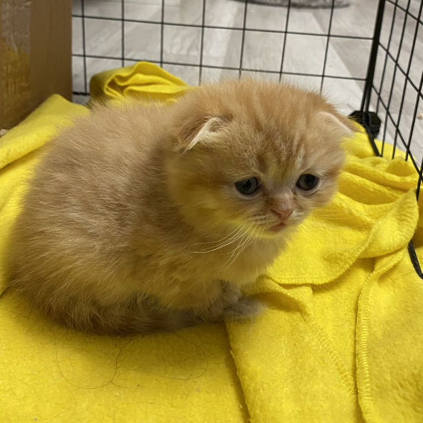 Шотландский вислоухий короткошёрстный котёнок