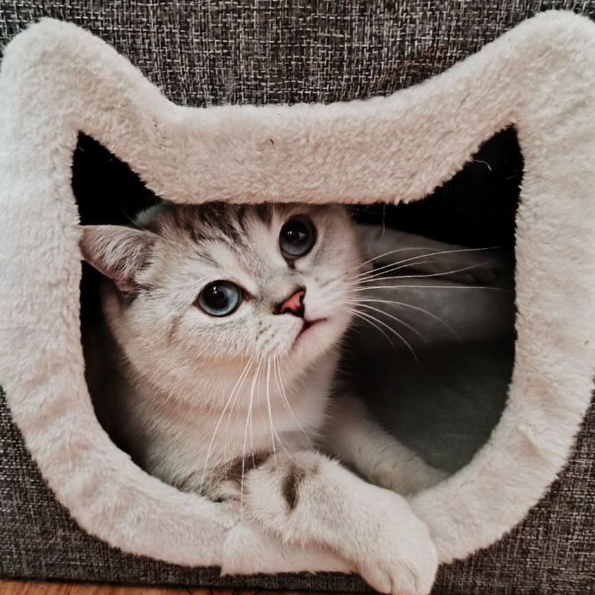 Британская короткошёрстная, взрослая кошка