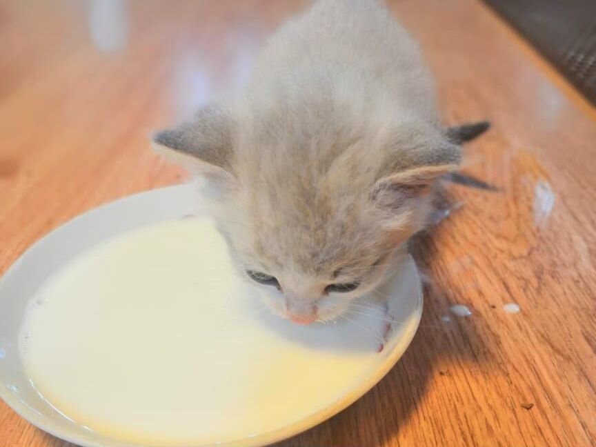 Котёночек дареночек счастье