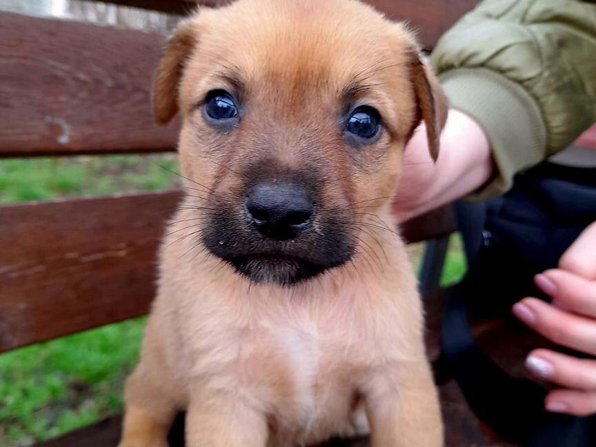 Мелкаши в дар