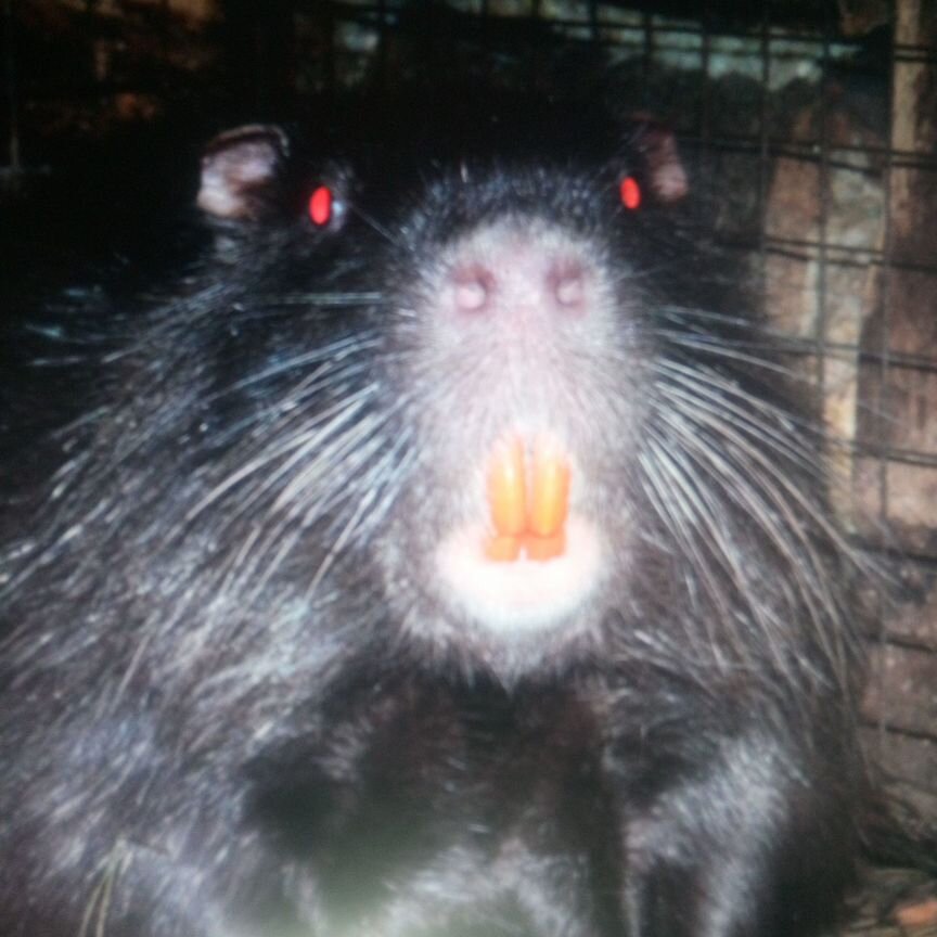 Корм для собак головы нутрии