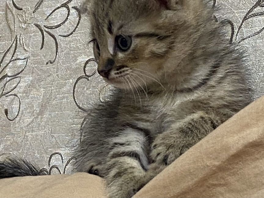 Котята
