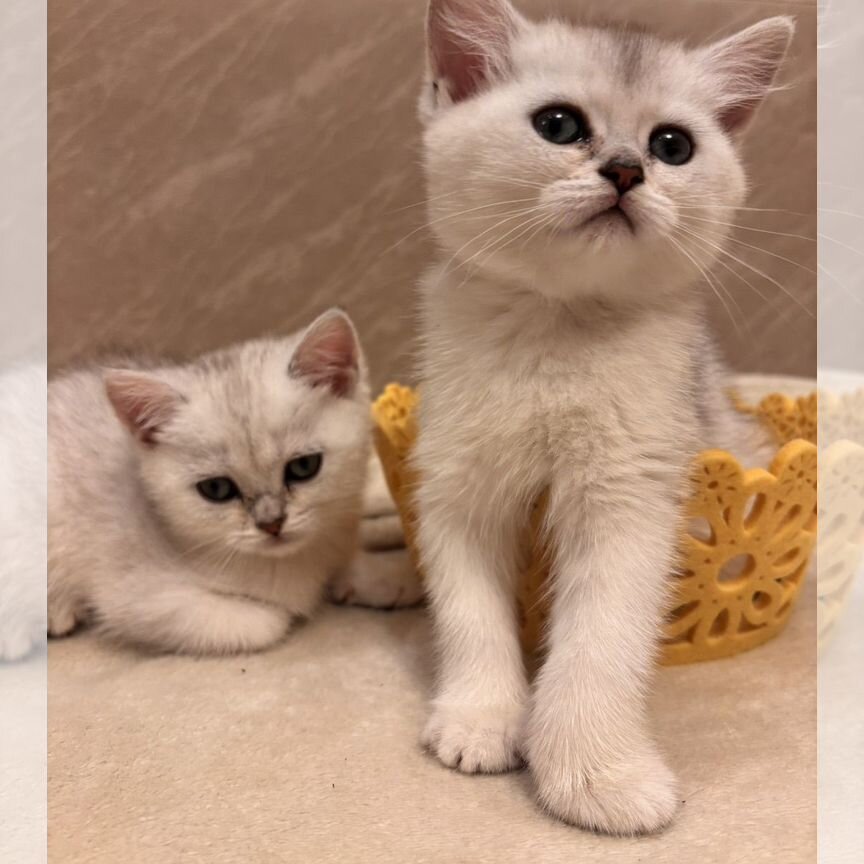 Котята серебристая шиншилла