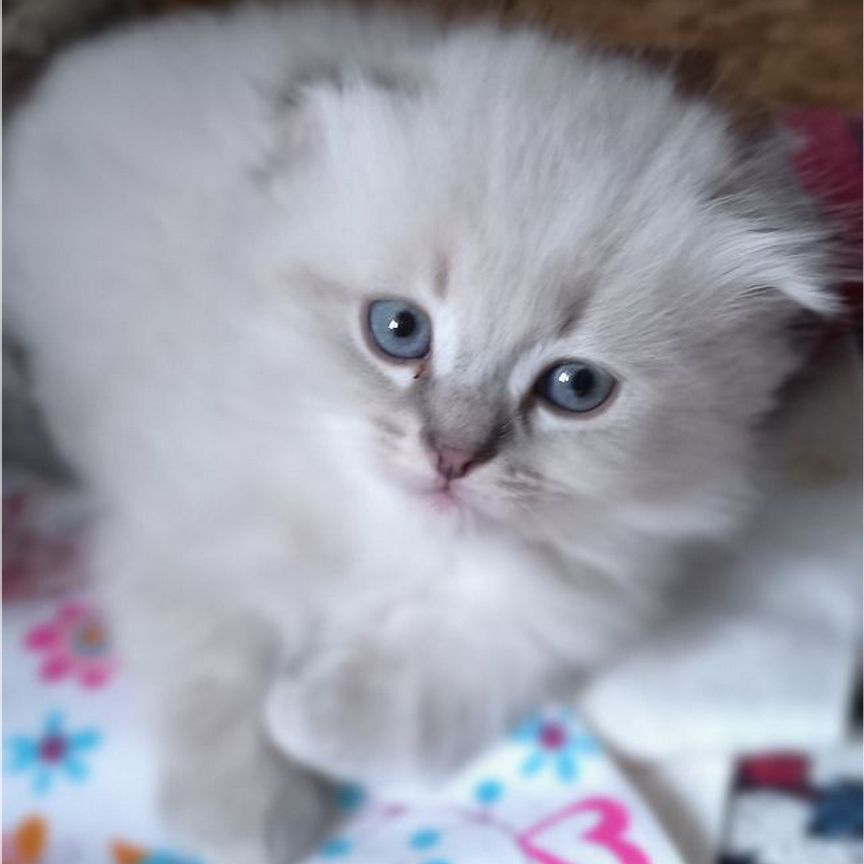 Красивые Котята шотландские вислоухие