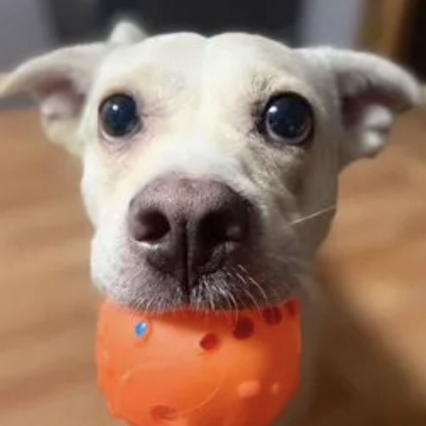 Взрослый пёс в добрые руки