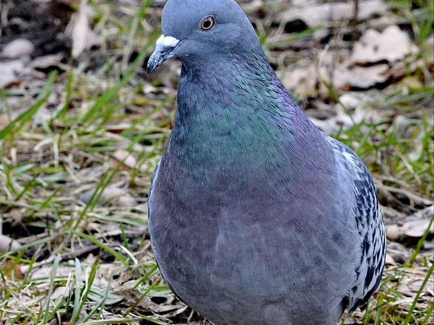 Продажа голубей