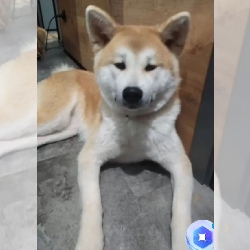 Акита-ину, взрослая собака