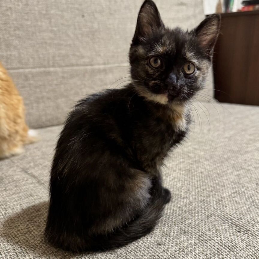 Котёнок в добрые руки