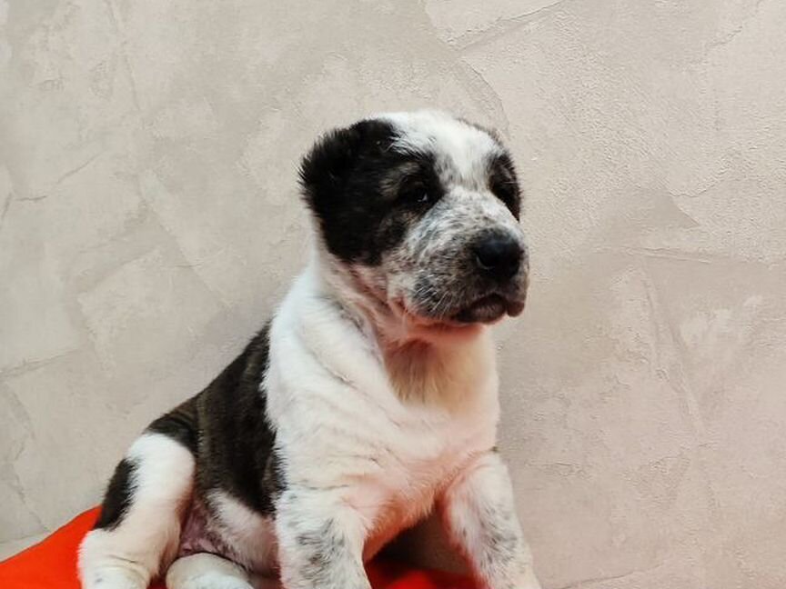 Собаки щенки среднеазиатской овчарки (сао)