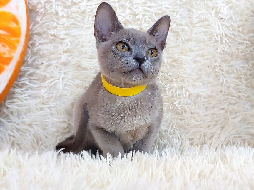 Бурманские котята