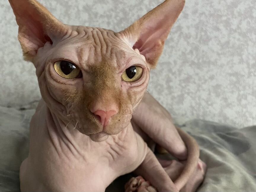 Канадский сфинкс вязка