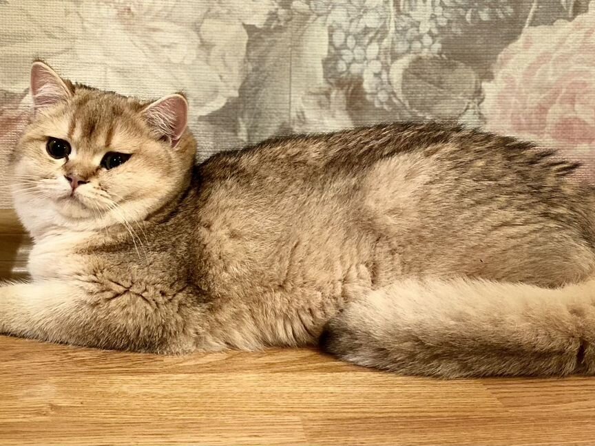 Британский котик золотой