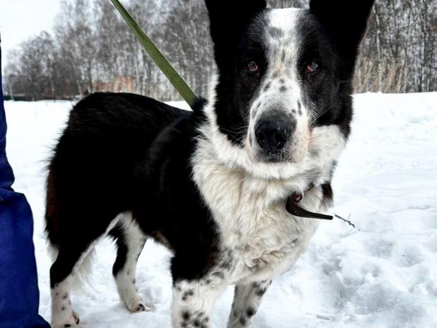 Собака в добрые руки