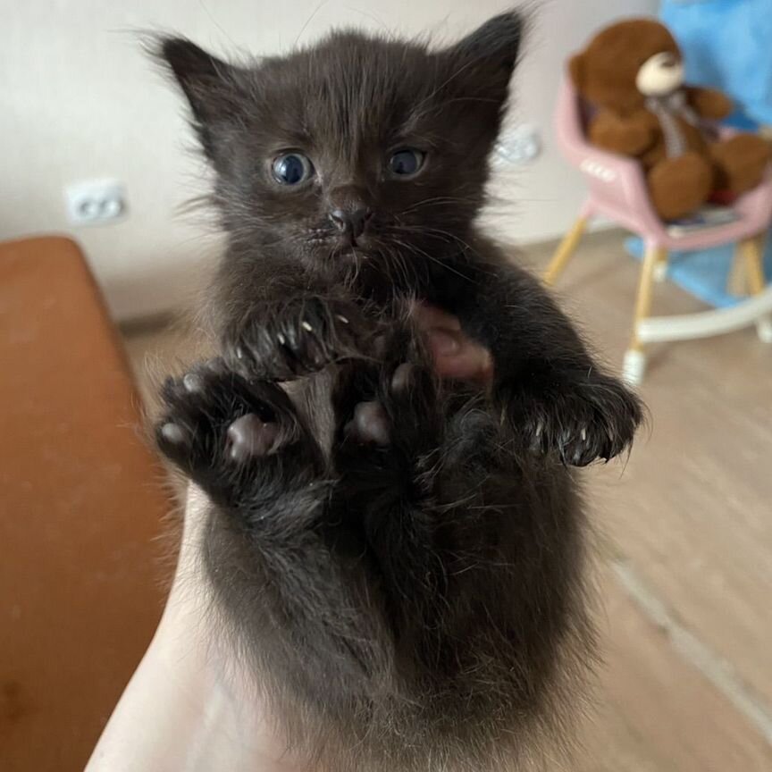 Котёнок в добрые руки