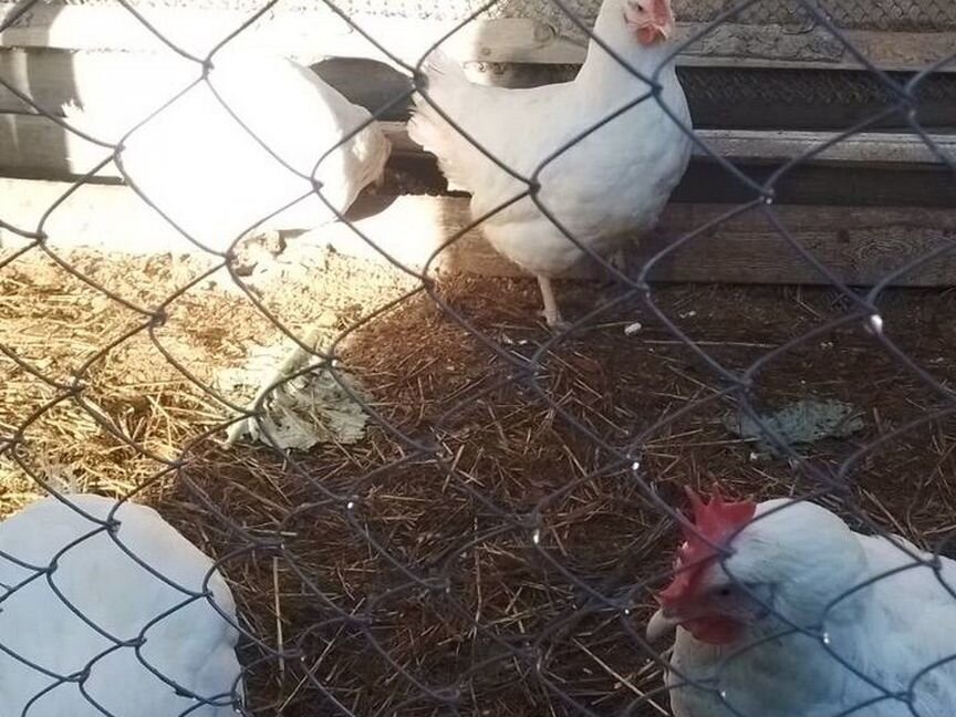 Куры несушки