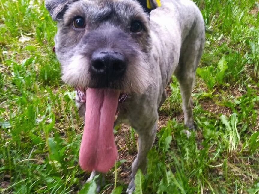 Собака Карат отдаем на доживание