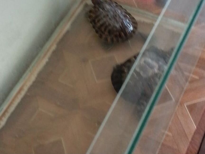 Аквариумы и животные