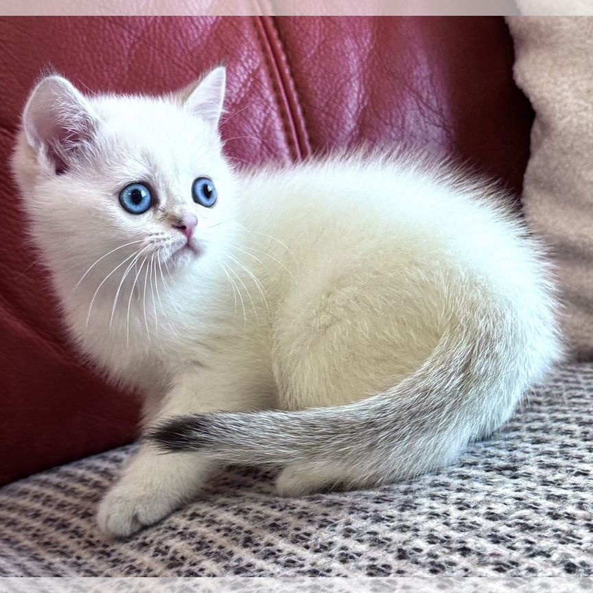 Шотландский прямоухий короткошёрстный котёнок