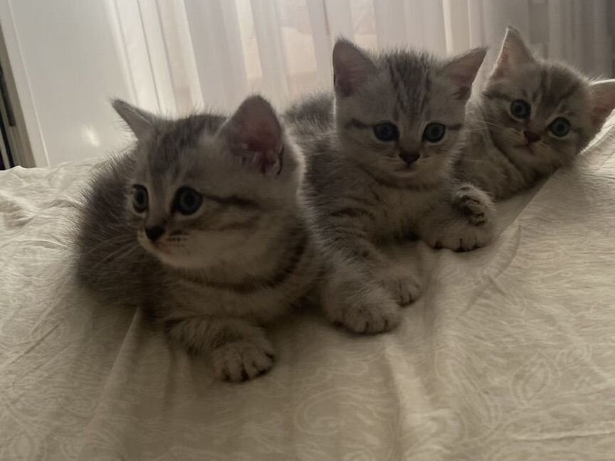 Шотландские котята