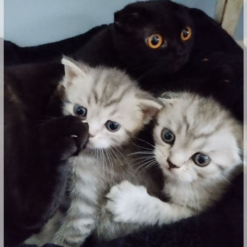 Шотландские вислоухие котята