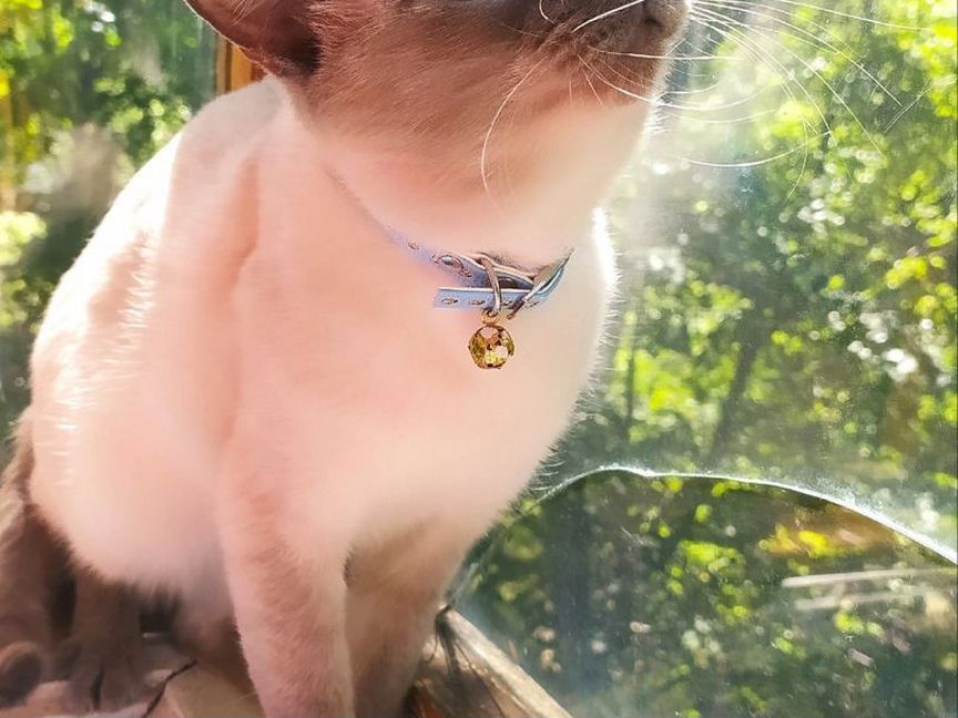 Кошка