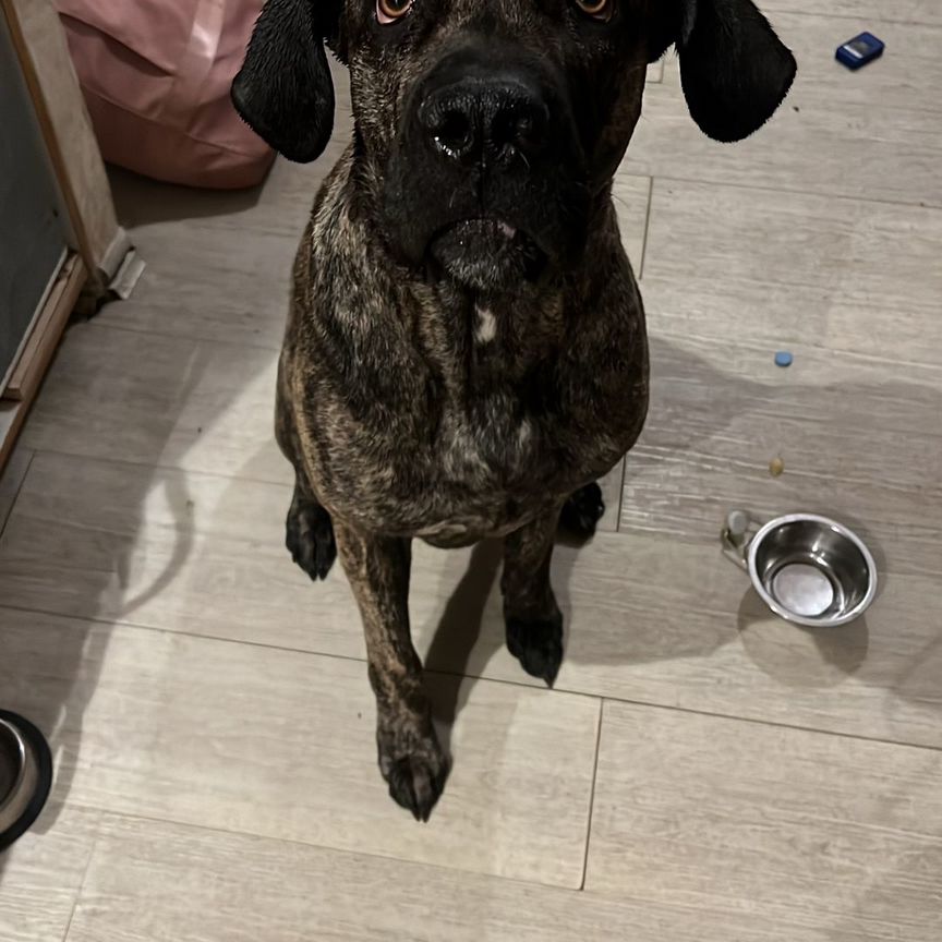 Догиня в хорошие руки