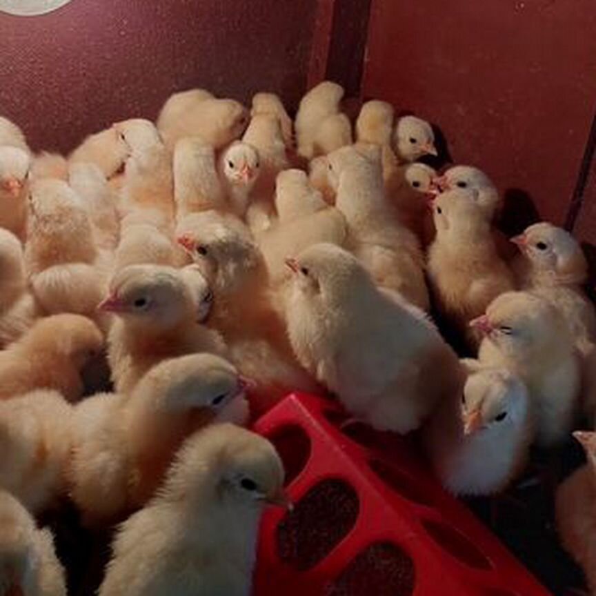 Цыплята кур несушек