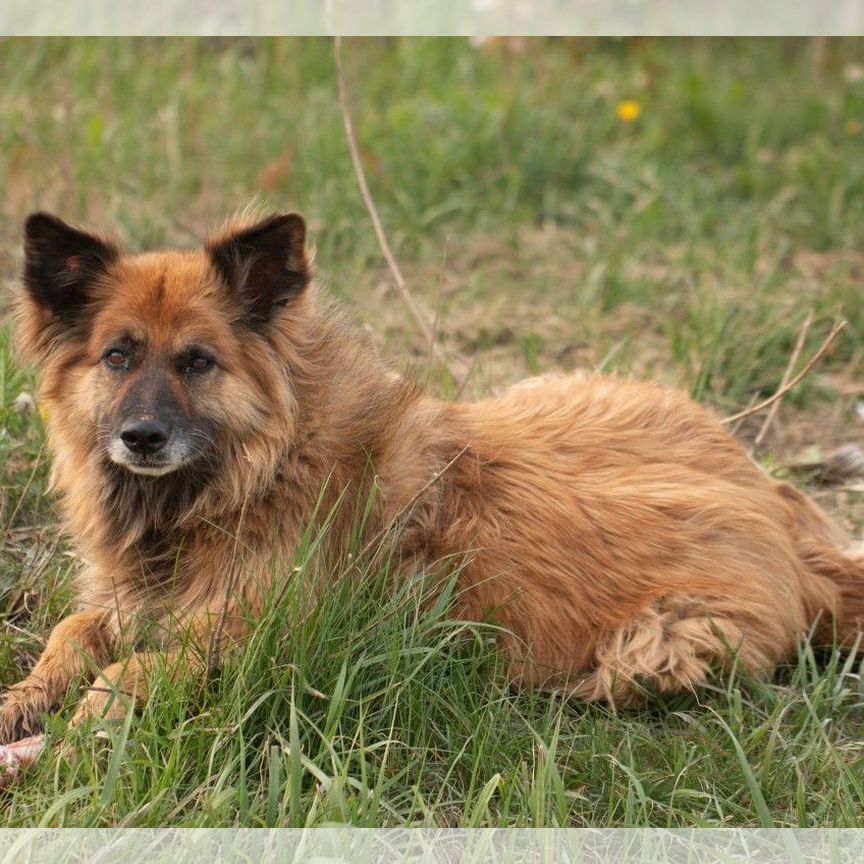 Взрослый пёс в добрые руки