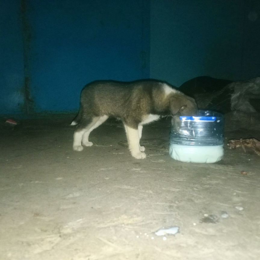 Отдам щенков в добрые руки бесплатно