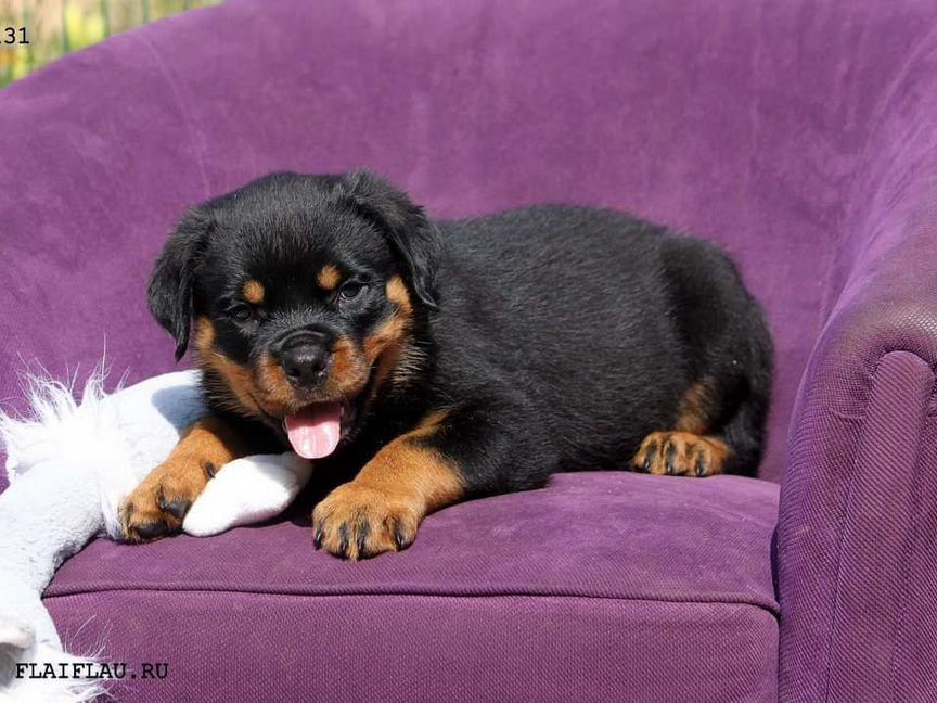 Красивые Щенки Ротвейлера