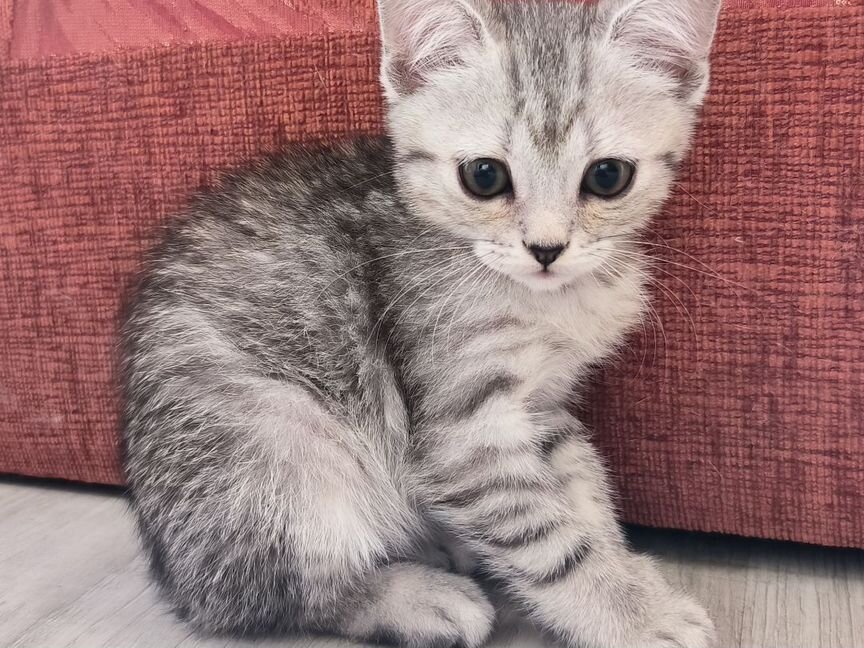 Шотландские котята