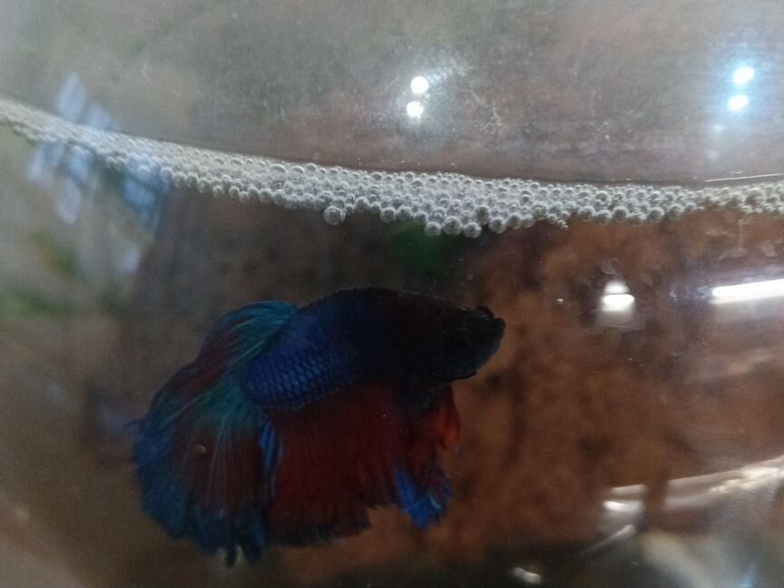 Аквариумные рыбки и растения